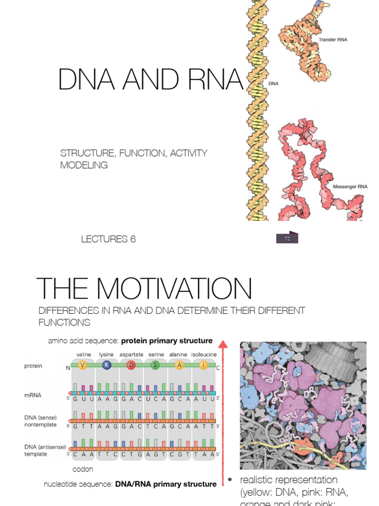 6 Lecture Molecular Biophys | PDF