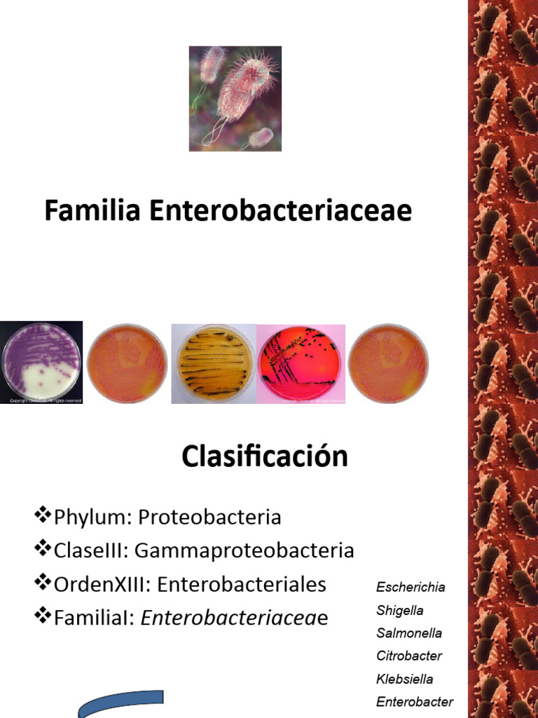 familia enterobacteriaceae | PDF