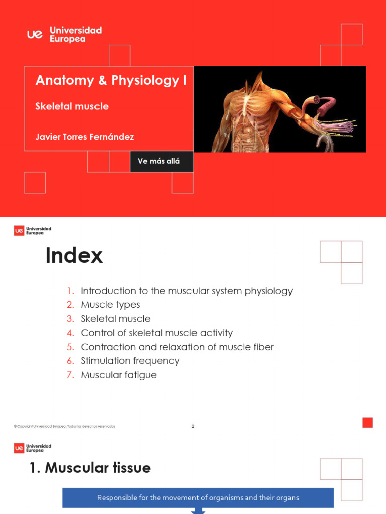 Skeletal Muscle-2 | PDF