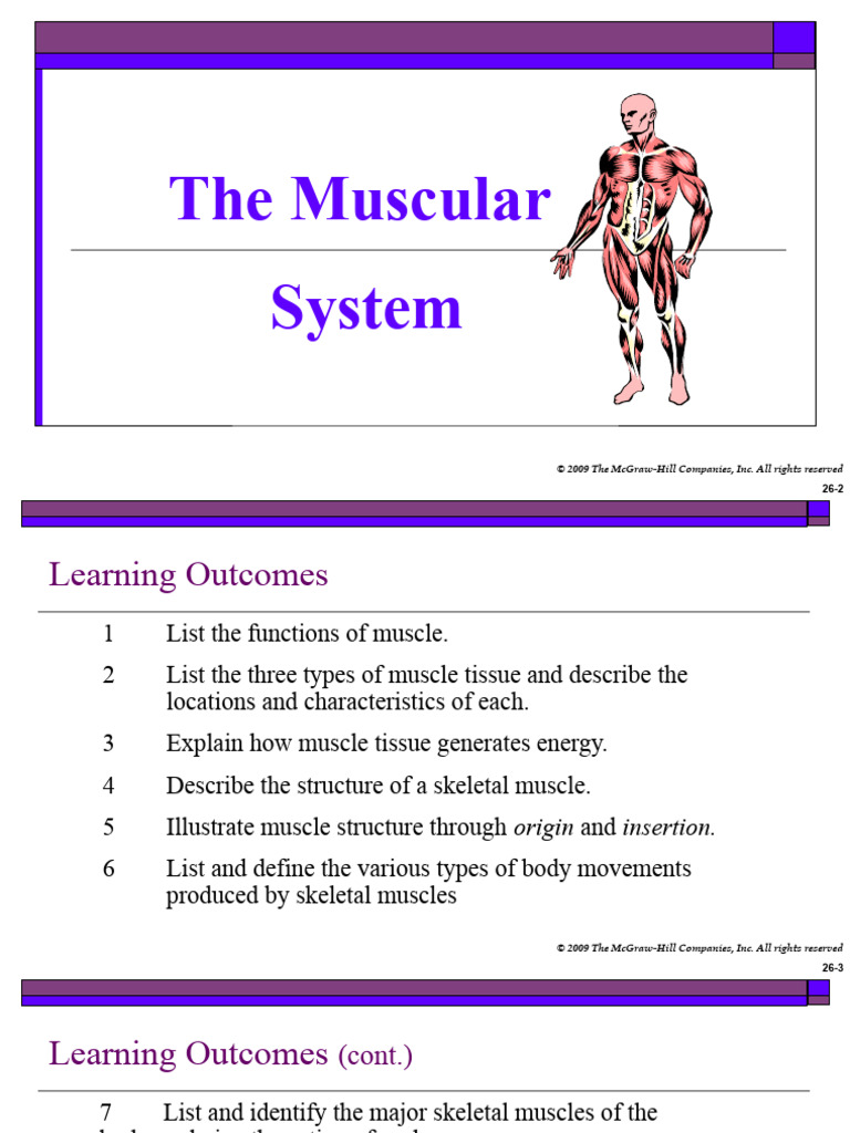 Muscular System | PDF | Anatomical Terms Of Motion | Human Leg