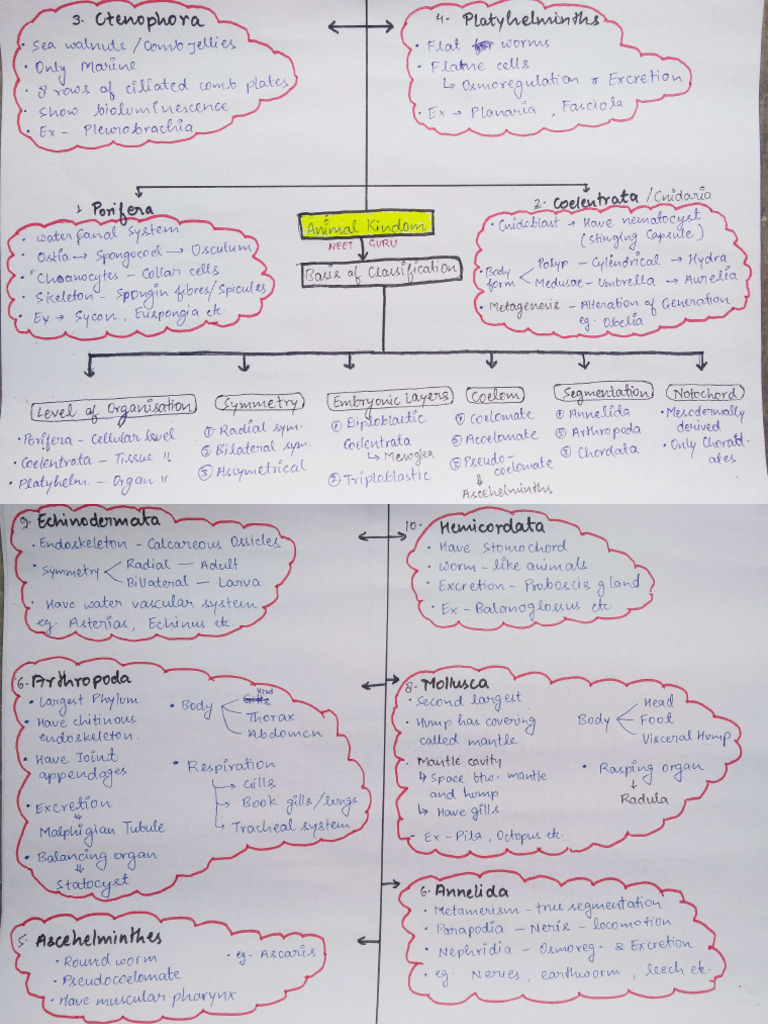 Mind Map Animal Kingdom - Best Revision Trick | PDF
