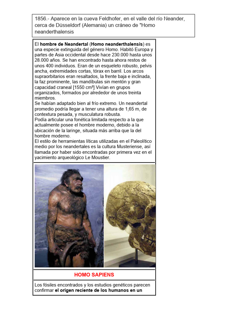 Homos | PDF | neanderthal | Evolución humana