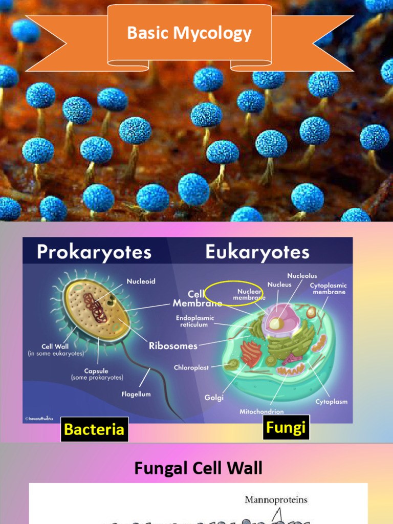 Mycology - Basic Structure | PDF