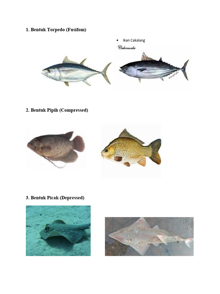 Bentuk Tubuh Ikan | PDF