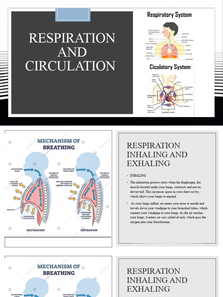 Respiration and Circulation | PDF