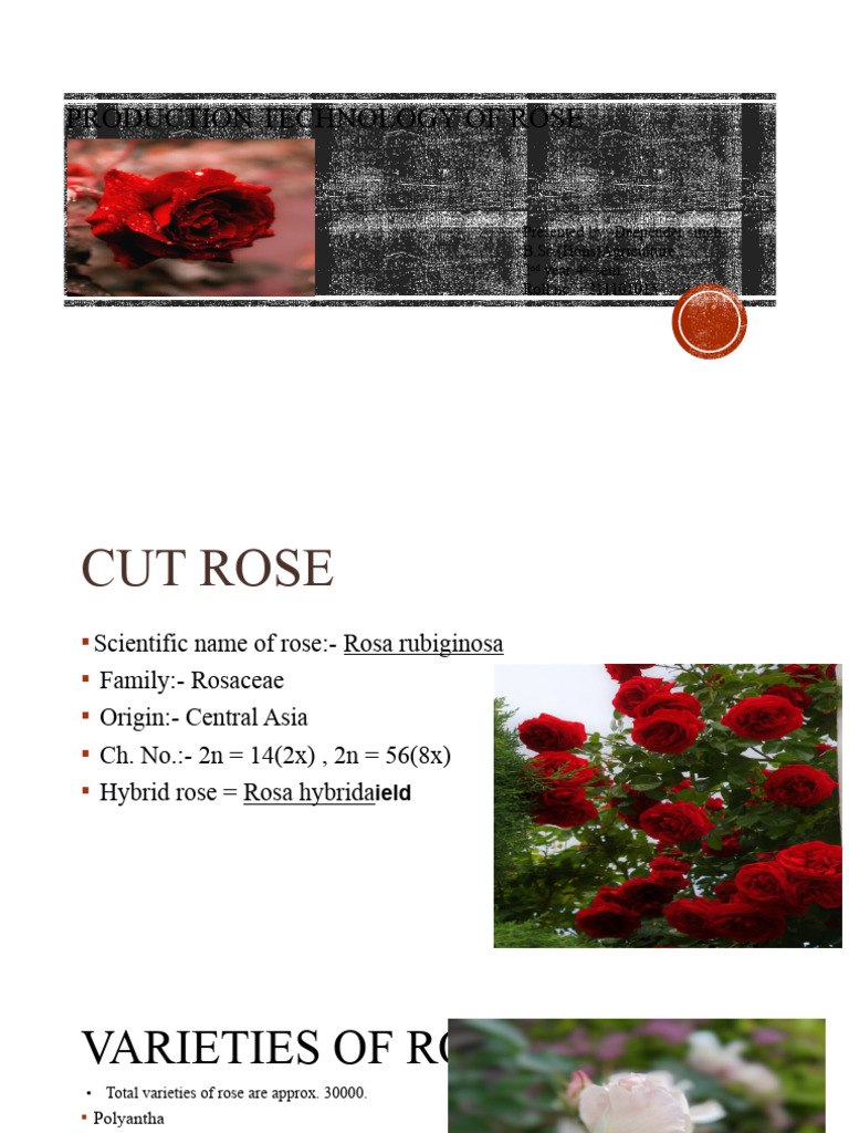 Rose | PDF