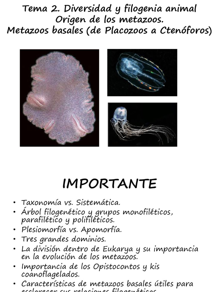 T2 Metazoos Basales - de Placozoos A Ctenoforos | PDF