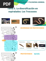 Radiolarios: Taxonomía y Aplicaciones | PDF | Biología Celular | Anatomía