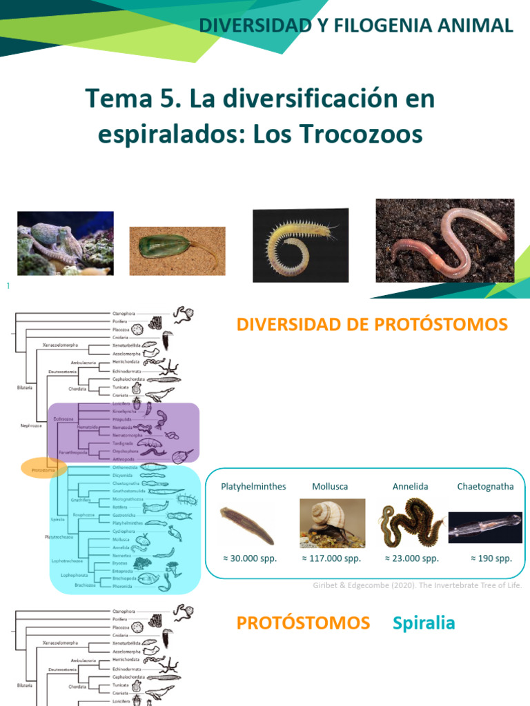 T5 - Diversificación en Espiralados - Trochozoa | PDF | Moluscos | Bivalvia