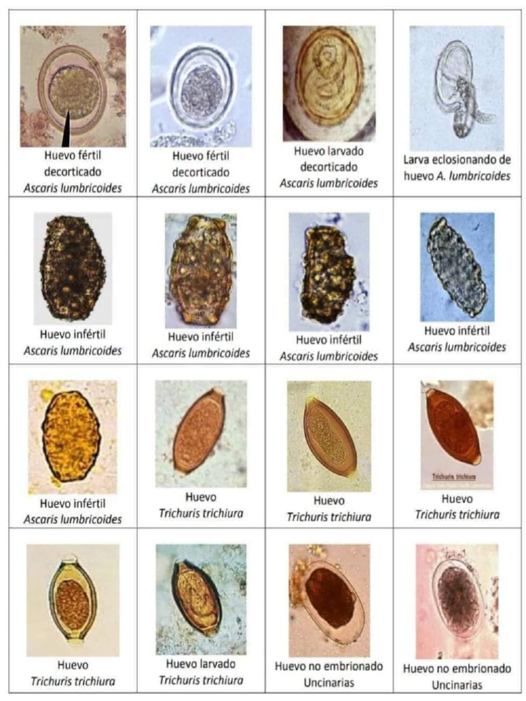 Atlas De Parasitologia Pdf