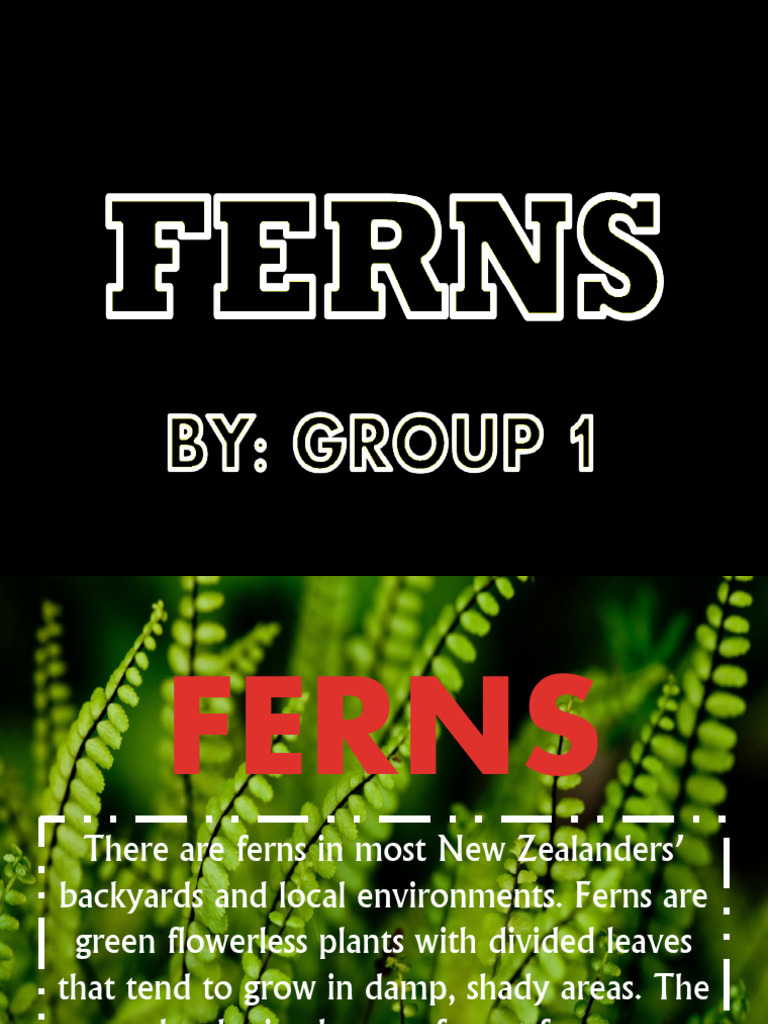 FERNS | PDF