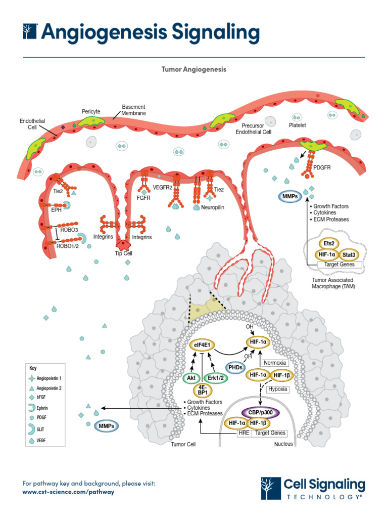 Angiogenesis Signaling | PDF
