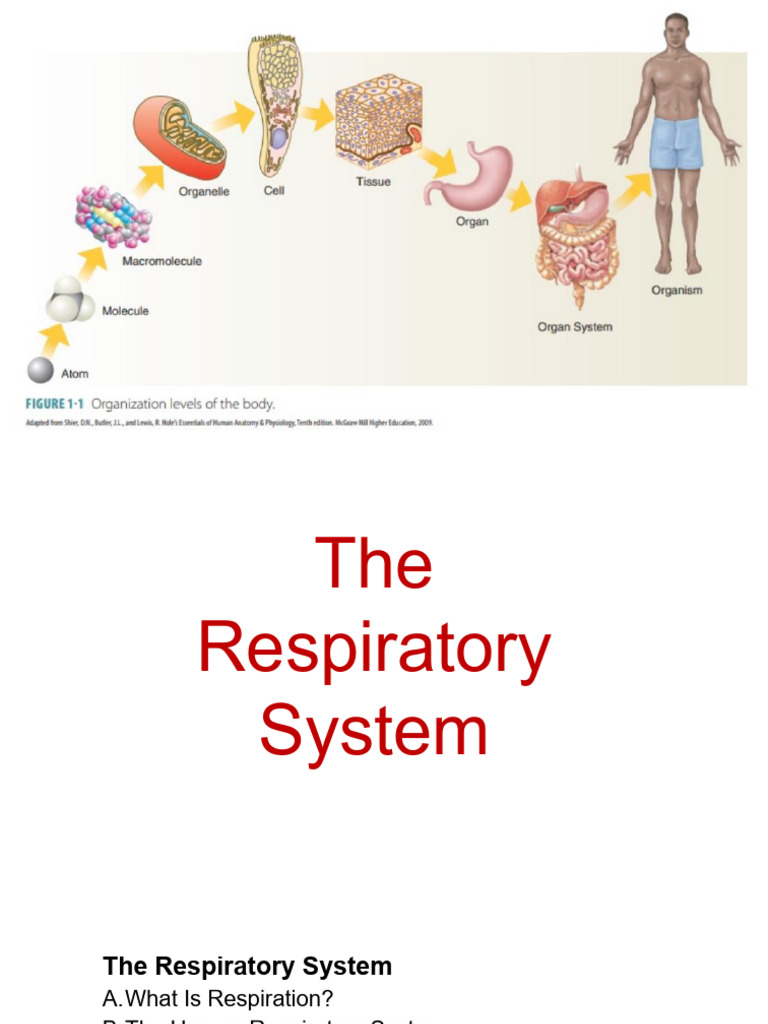 Overview of the Human Respiratory System | PDF
