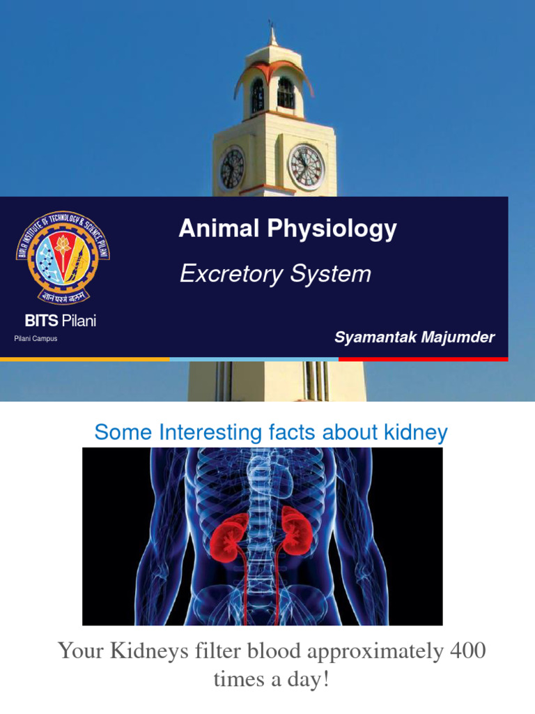 Animal Physiology - Excretory System | PDF