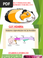 Aparato Reproductor Del Pato | PDF | Sistema reproductivo animal ...