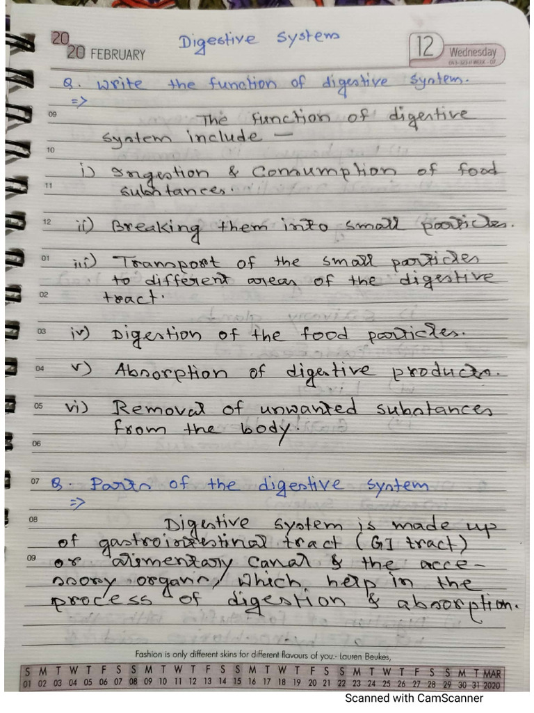 Digestive System | PDF