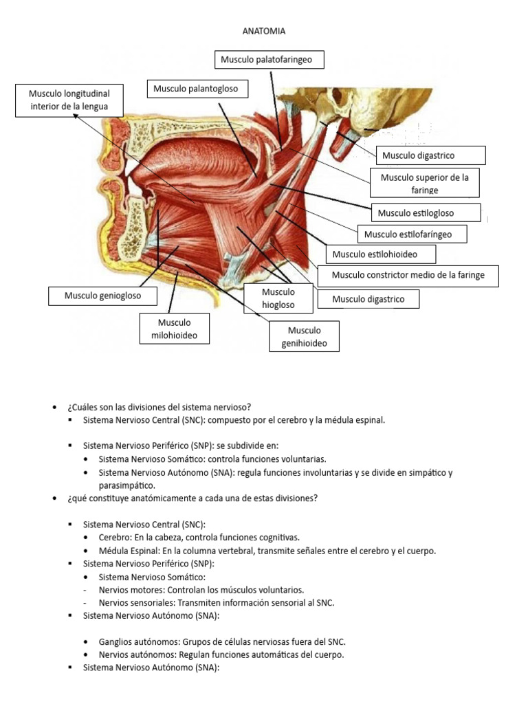 Inervación de músculos faringeos | PDF | Sistema nervioso autónomo ...