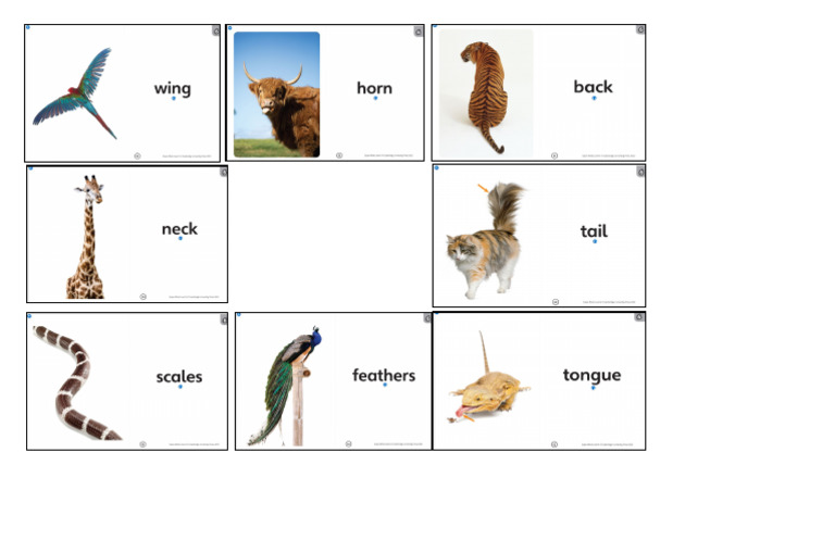 Flashcards Unit 6 Level 4 Super Minds | PDF