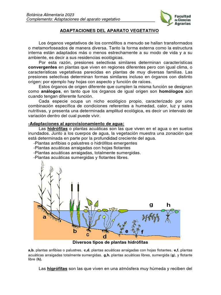 Adaptaciones Vegetativas en Plantas 2023 | PDF | Tallo de la planta | Hoja