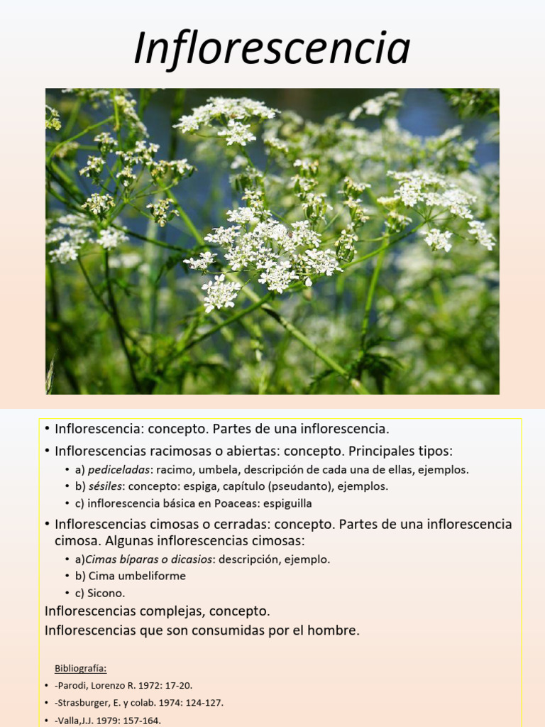 PDF Presentación Clase Teórica Inflorescencia. Botánica Alimentaria ...