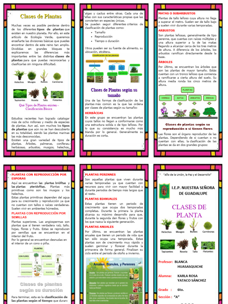 Triptico Clases de Planta | PDF