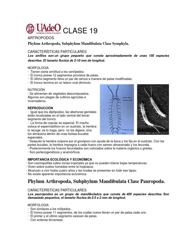 Phylum Arthropoda, Subphylum Mandibulata Clase Symphyla. | PDF