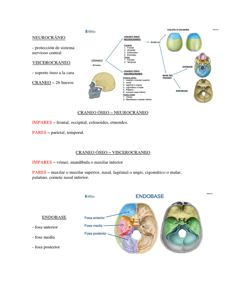 Endocraneo y Exocraneo - Aula 2 | PDF