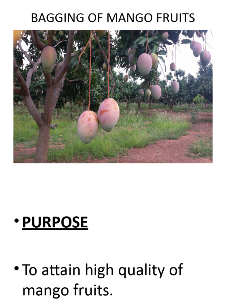 Bagging of Mango Fruits | PDF