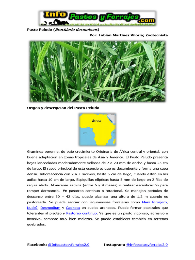 Ficha Técnica Del Pasto Peludo (Brachiaria Decumbens | PDF | Pasto | Pasto