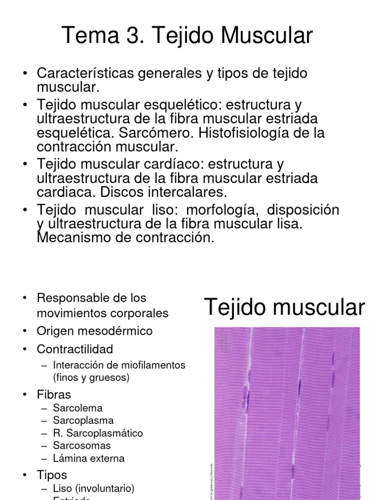 Tema 3 Tejido Muscular | PDF | Músculo esquelético | Contracción muscular