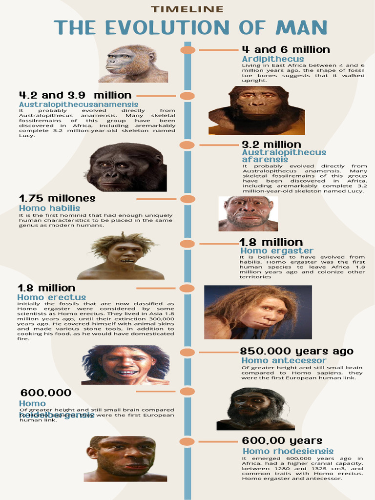 TIMELINE-The Evolution of Man | Download Free PDF | Homo | Human Evolution