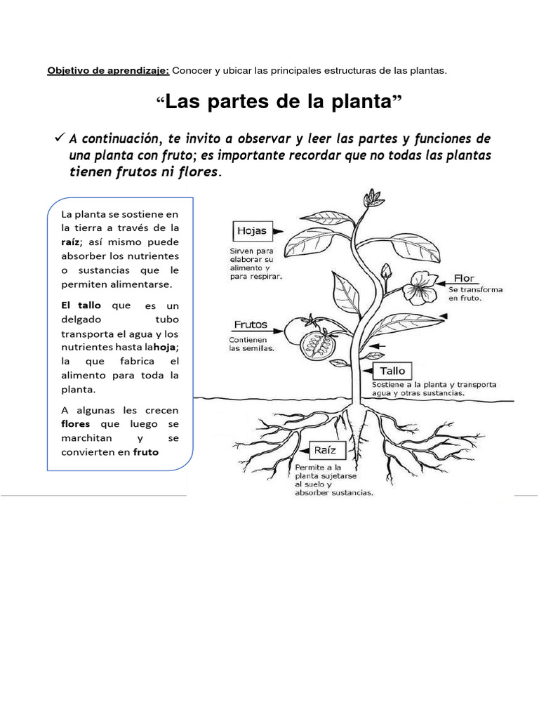 Partes de la Planta y sus Funciones | PDF | Ciencia y matemáticas
