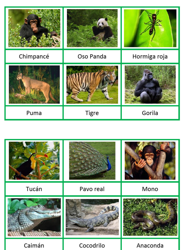 Tarjetas Animales de La Selva Imprenta | PDF