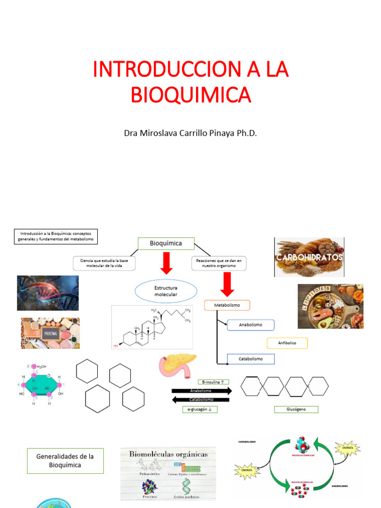 Introducción a la Bioquímica y Metabolismo | PDF