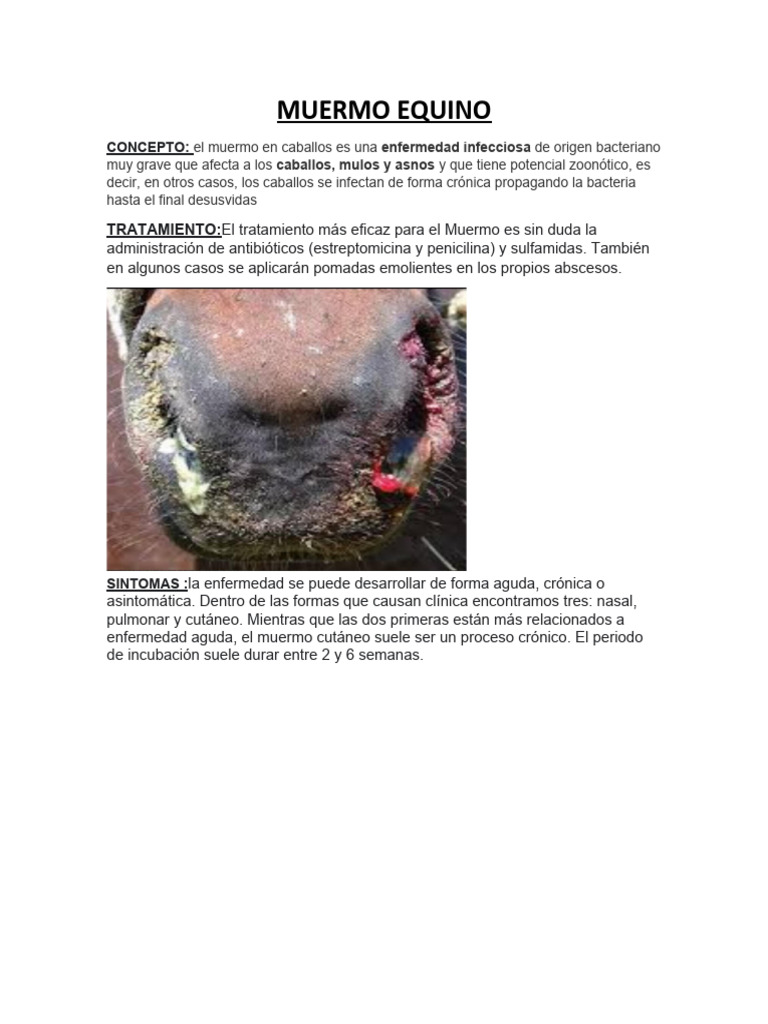 Trabajo Practico de Muermo Equino | PDF