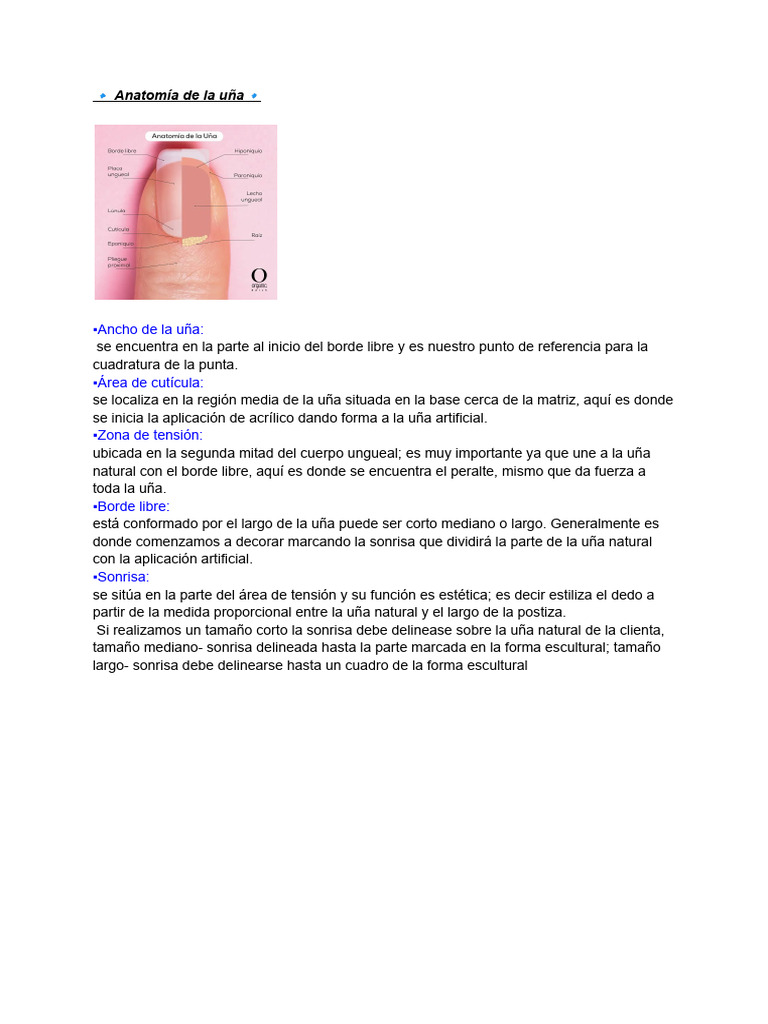 Anatomia de La Uña | PDF