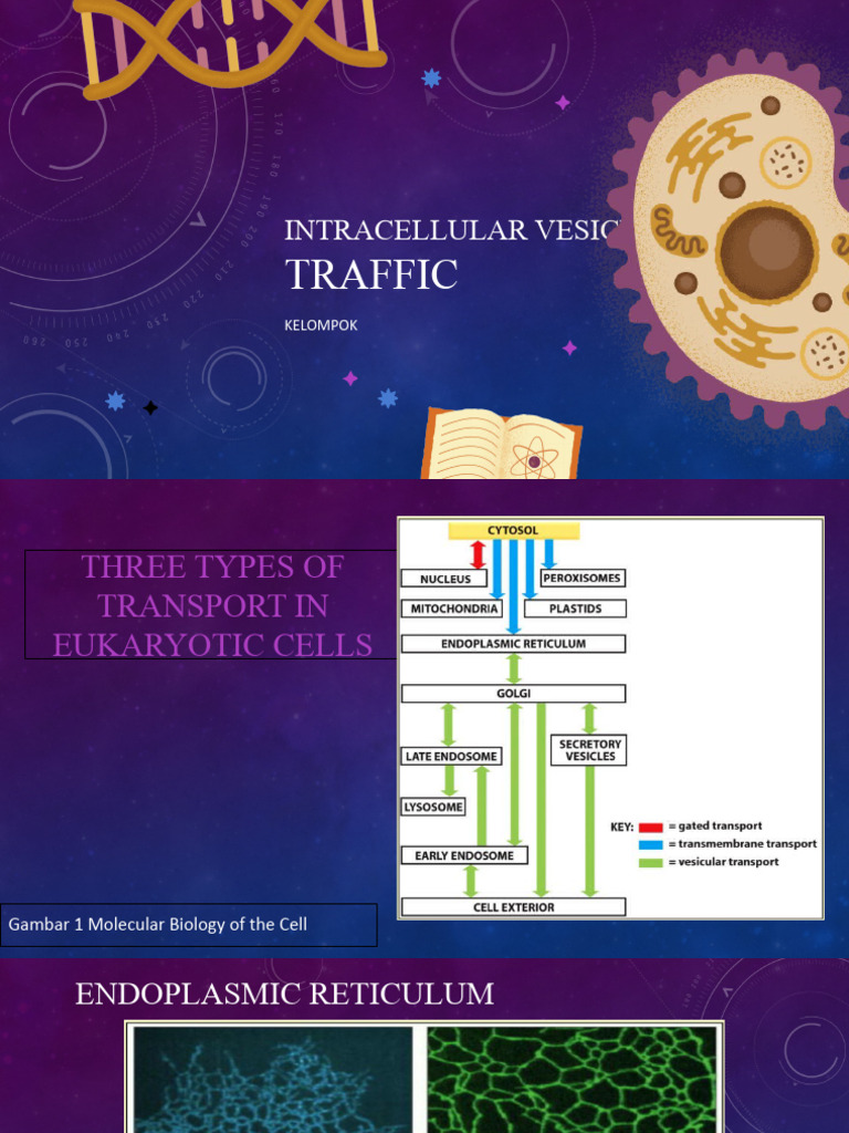 Intracellular Vesicular Traffic | PDF