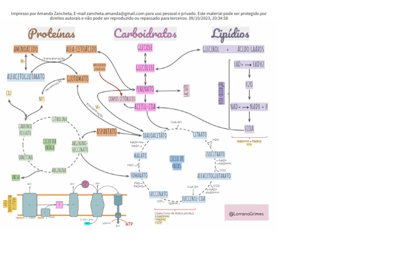 MAPA METABOLICO 2 | PDF | Biologia Celular | Química