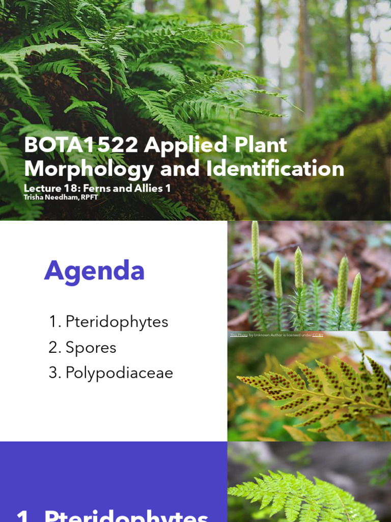 Lecture 18 - Ferns and Allies 1 2023 | PDF | Fern | Spore Lecture 18 - Ferns and Allies 1 2023 | PDF | Fern | Spore