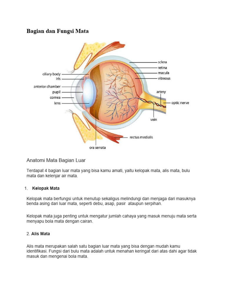 Bagian Dan Fungsi Mata | PDF | Kesehatan Holistik