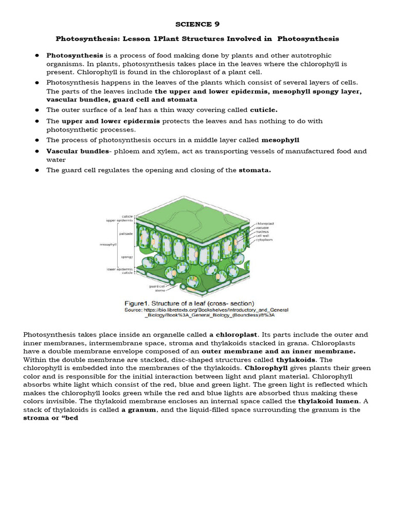 SCIENCE 9-Lesson 1 Photosynthesis | PDF | Leaf | Photosynthesis