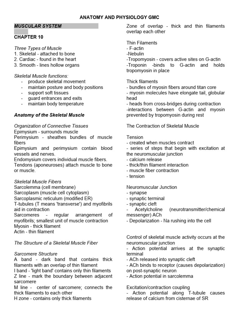 Anatomy and Physiology GMC | PDF | Muscle Contraction | Axon
