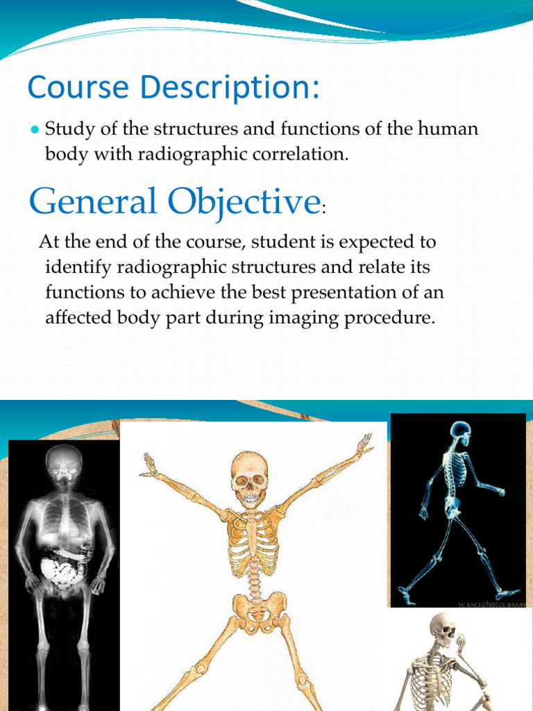 Powerpoint Lecture in Rad. Anatomy | PDF