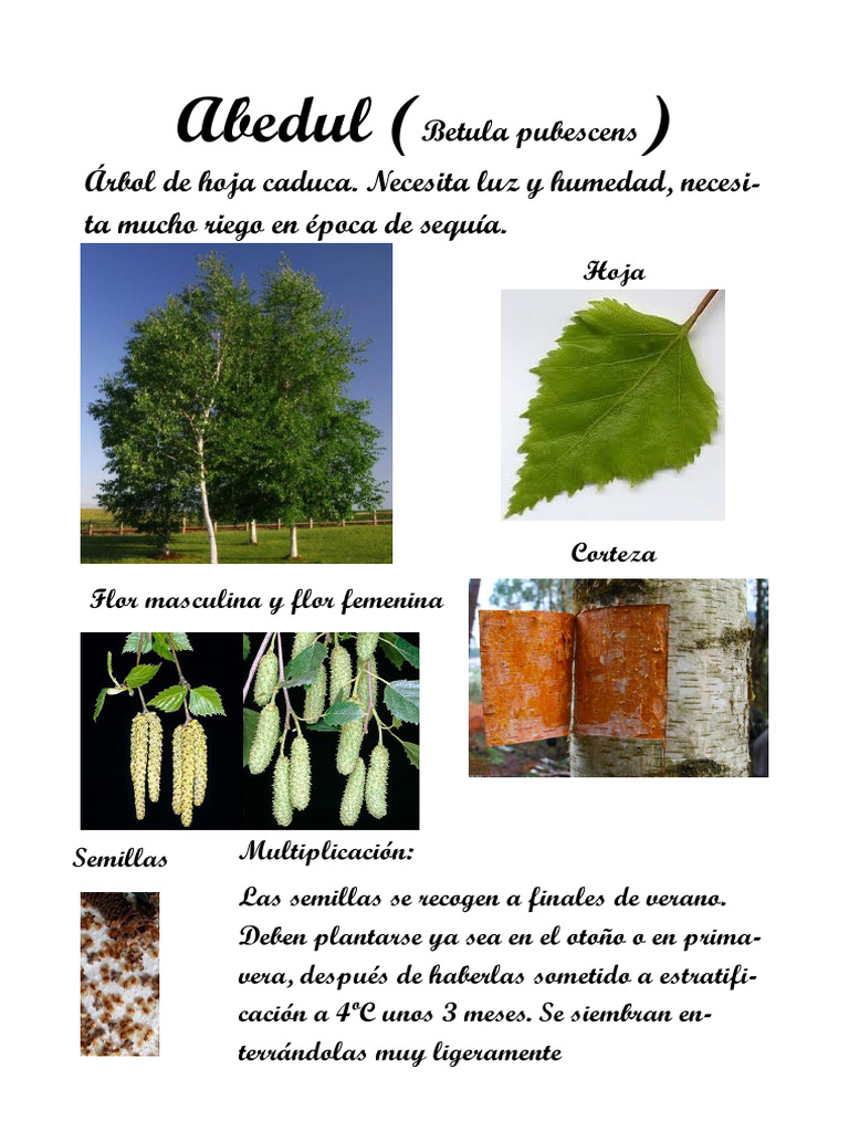 Abedul | PDF