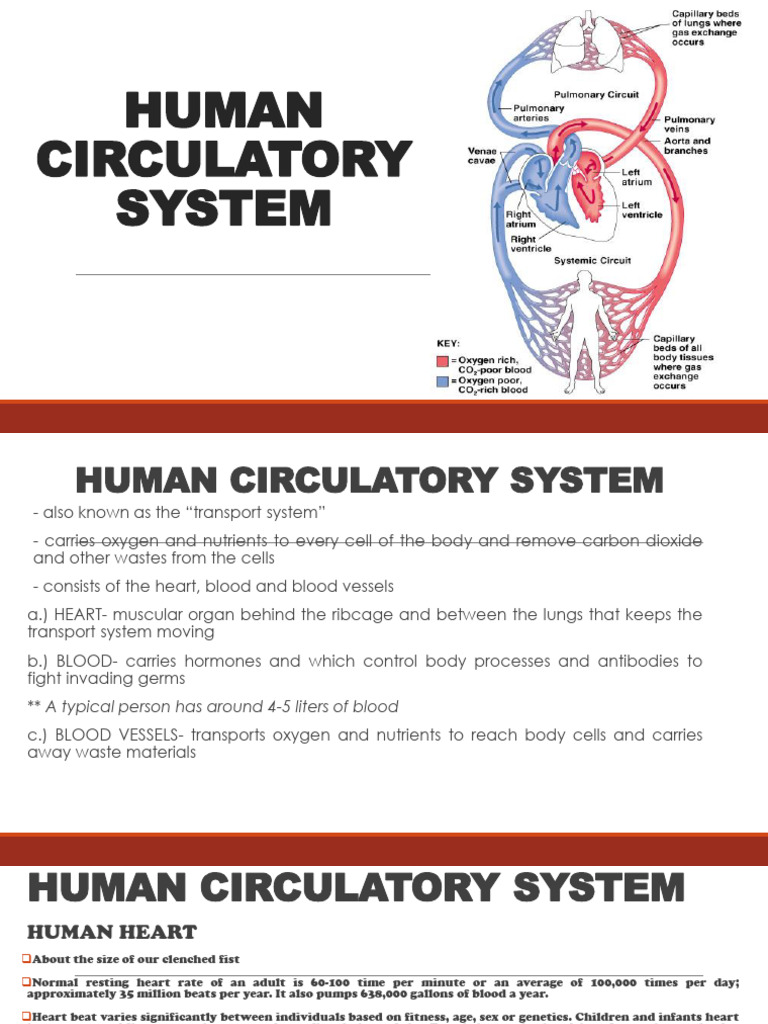 Human Circulatory System | PDF