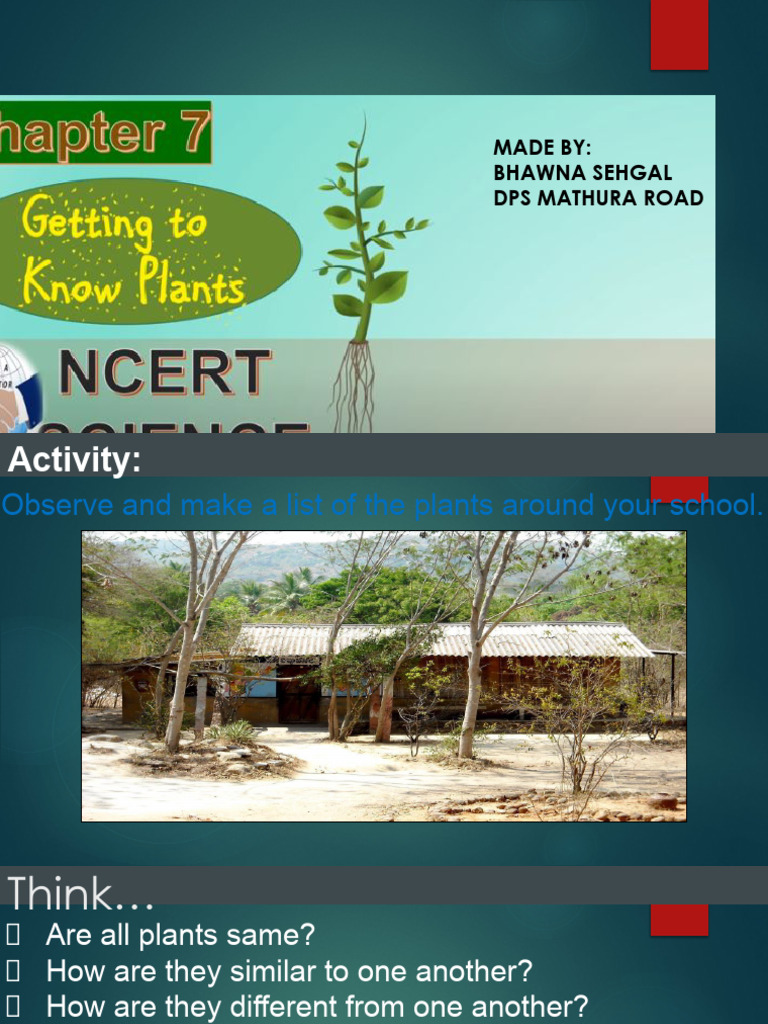 Getting To Know Plants Class 6 | PDF | Leaf | Flowers