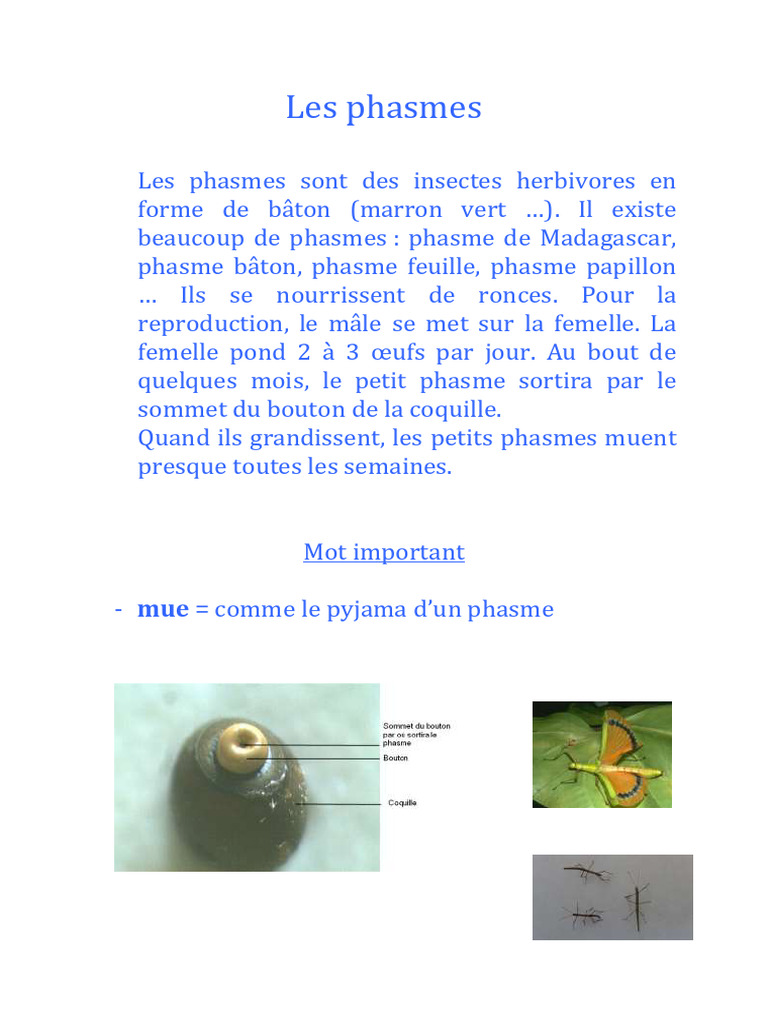 Les Phasmes | PDF