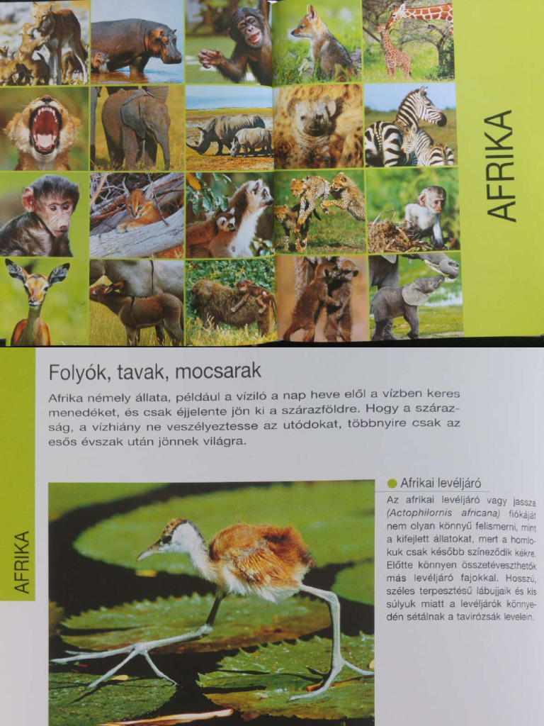 1000 Állatkölyök - 2. Harmad | PDF