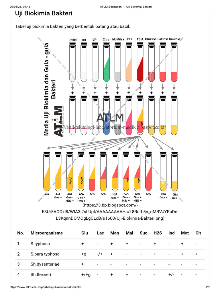 ATLM Education - Tabel Uji Biokimia Bakteri | PDF