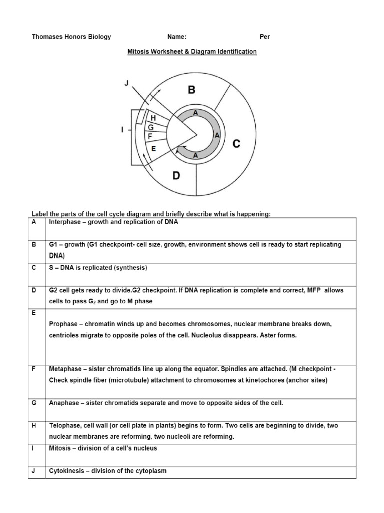 Mitosis Worksheet & Diagram Identification | PDF